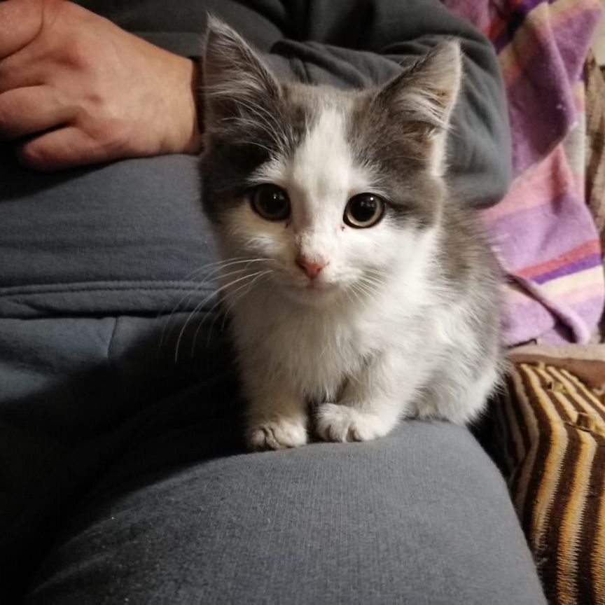 Милка ищет хорошую семью