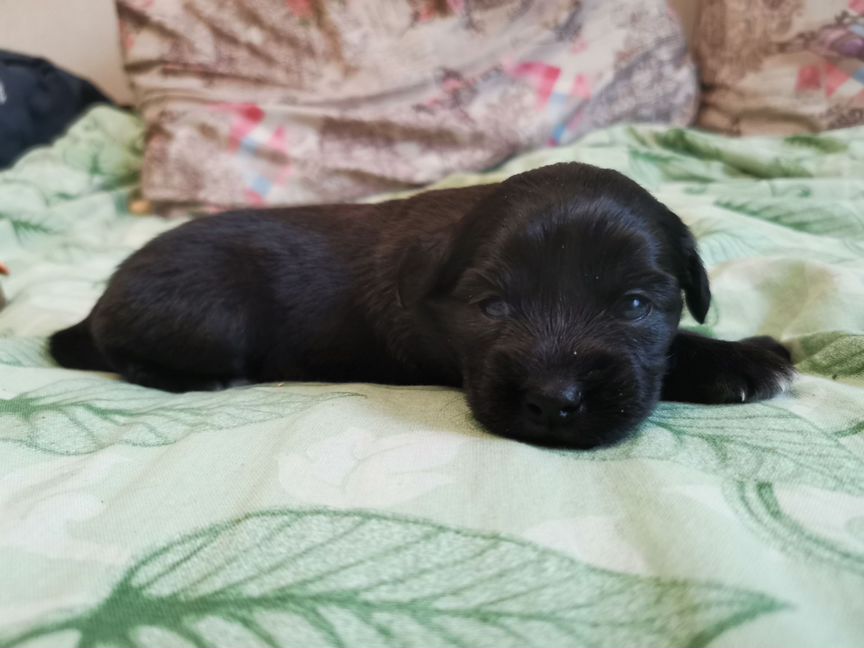 Щенки мелкой породы