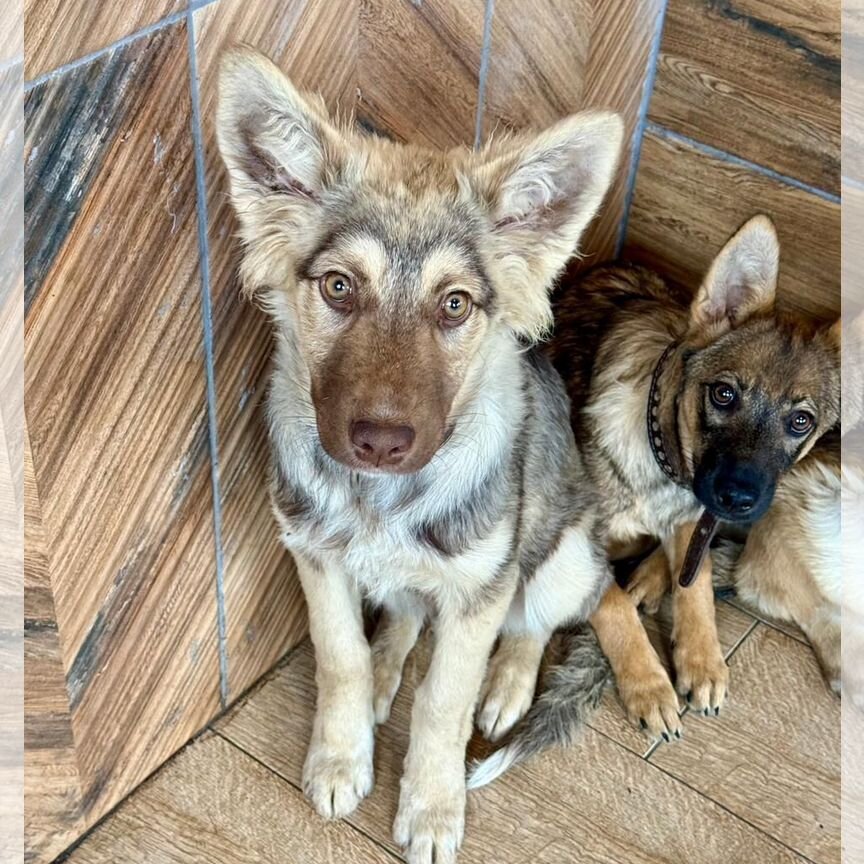 Щенок в добрые руки