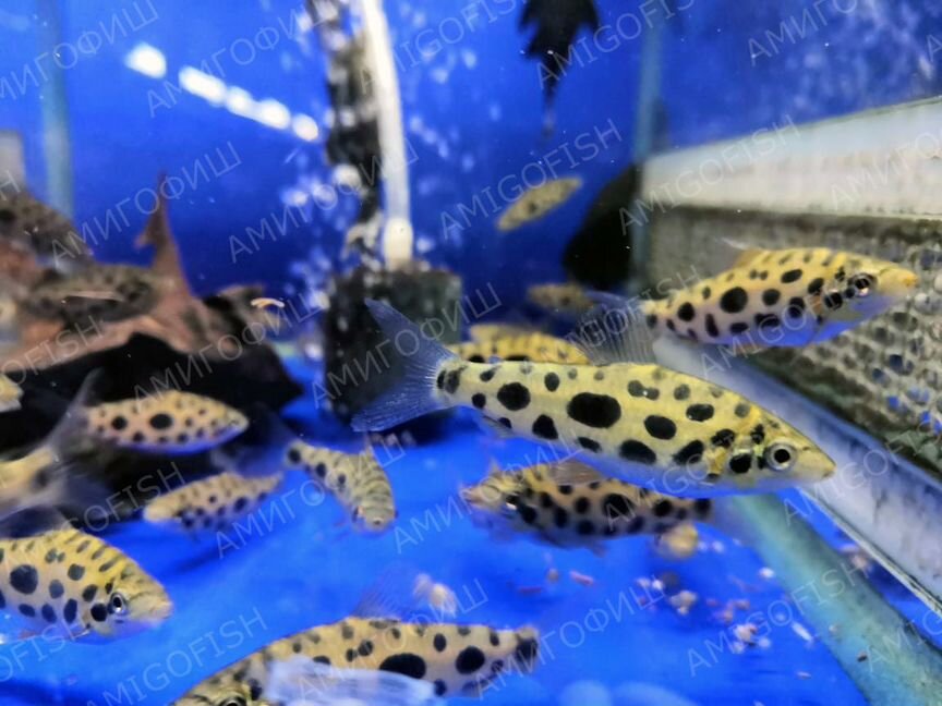 Лепоринус макулатус (Leporinus maculatus)
