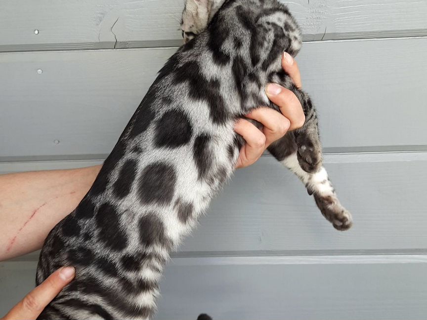 Серебро бенгалочка