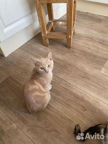 Котики бесплатно в добрые руки