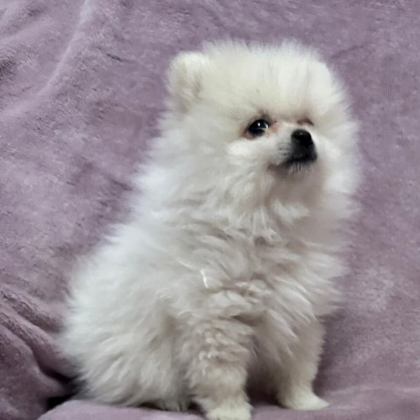 Померанский шпиц