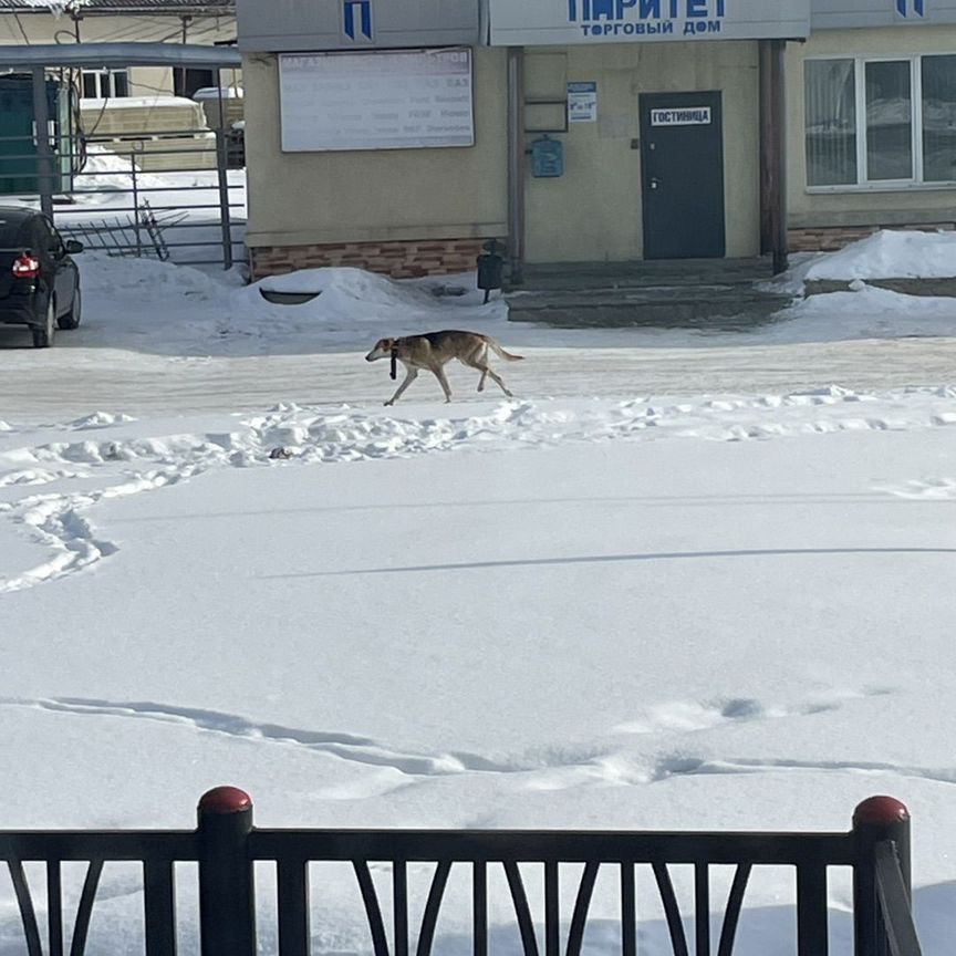Отдам собаку в добрые руки