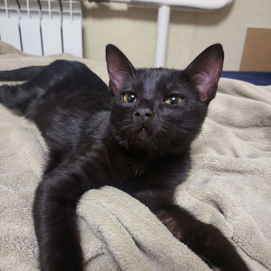 Котёнок в добрые руки