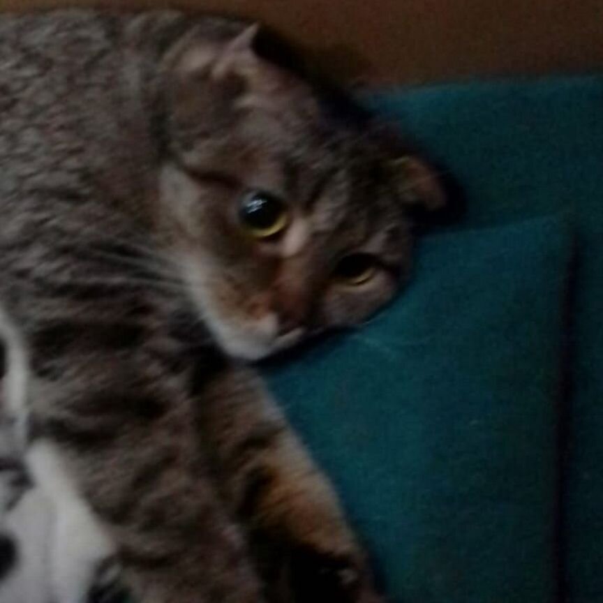 Кошка