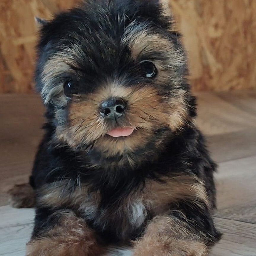 Мини беби фейс