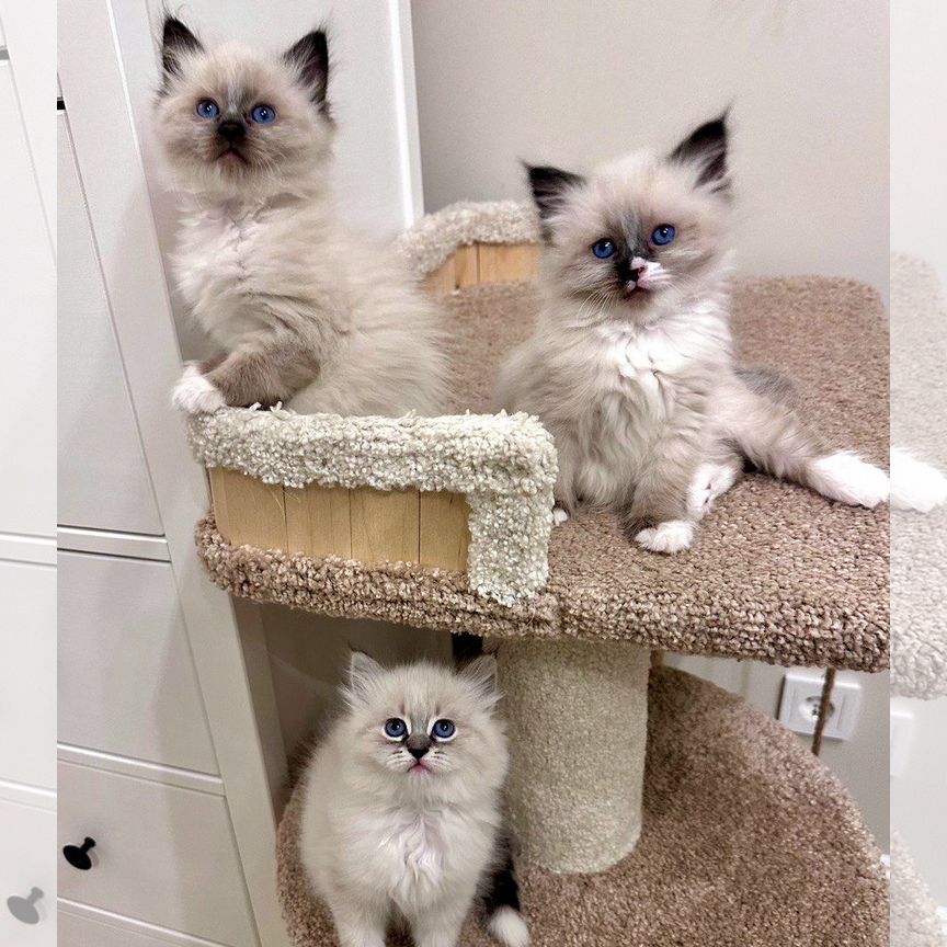 Котята Невские маскарадные