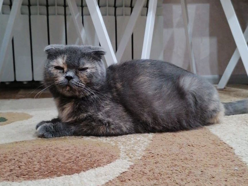 Кошка вислоухая в добрые руки