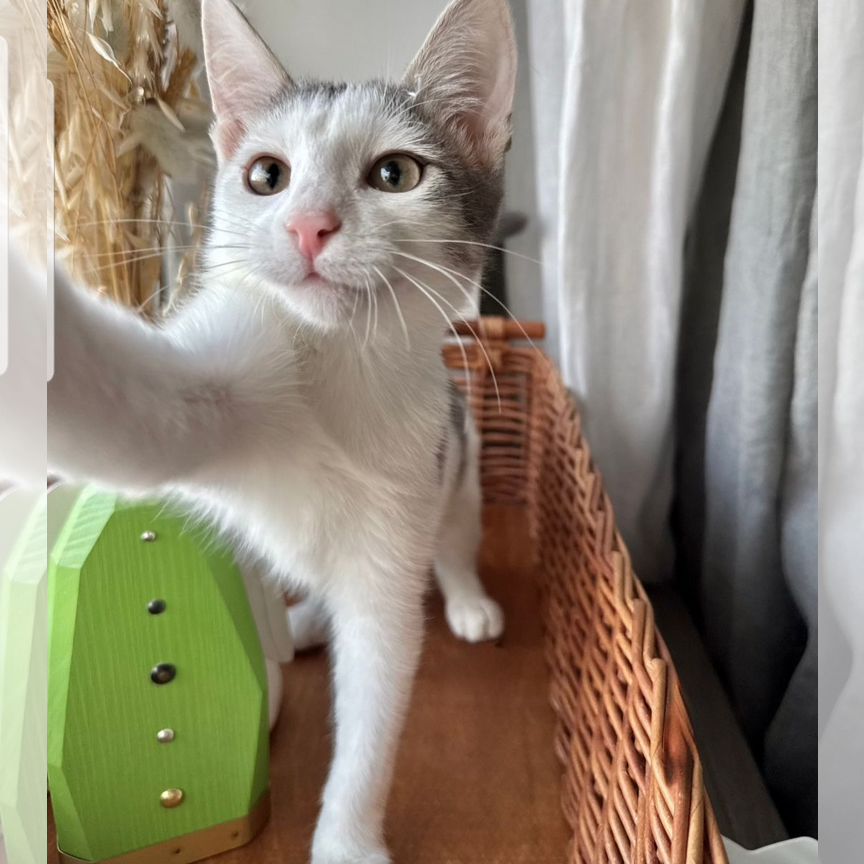 Котёнок в добрые руки