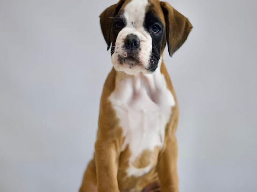 Боксер-это навсегда