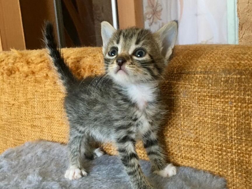 Котодети в добрые руки
