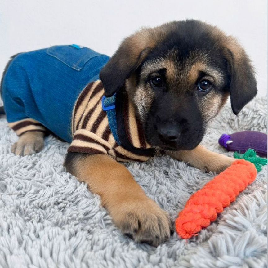 Щенки в дар