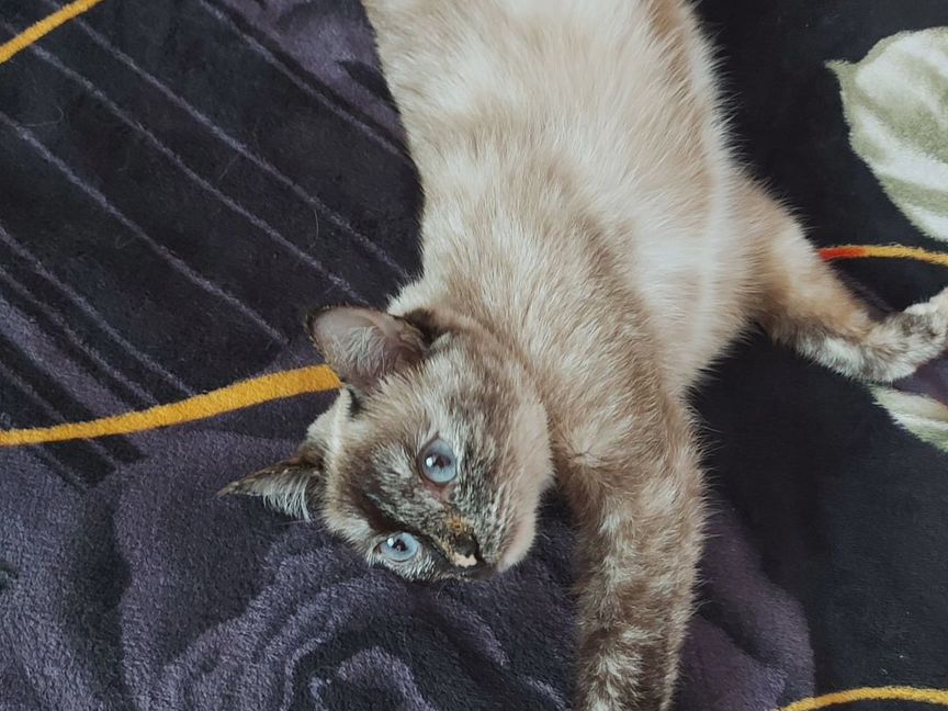 Сиамская кошка