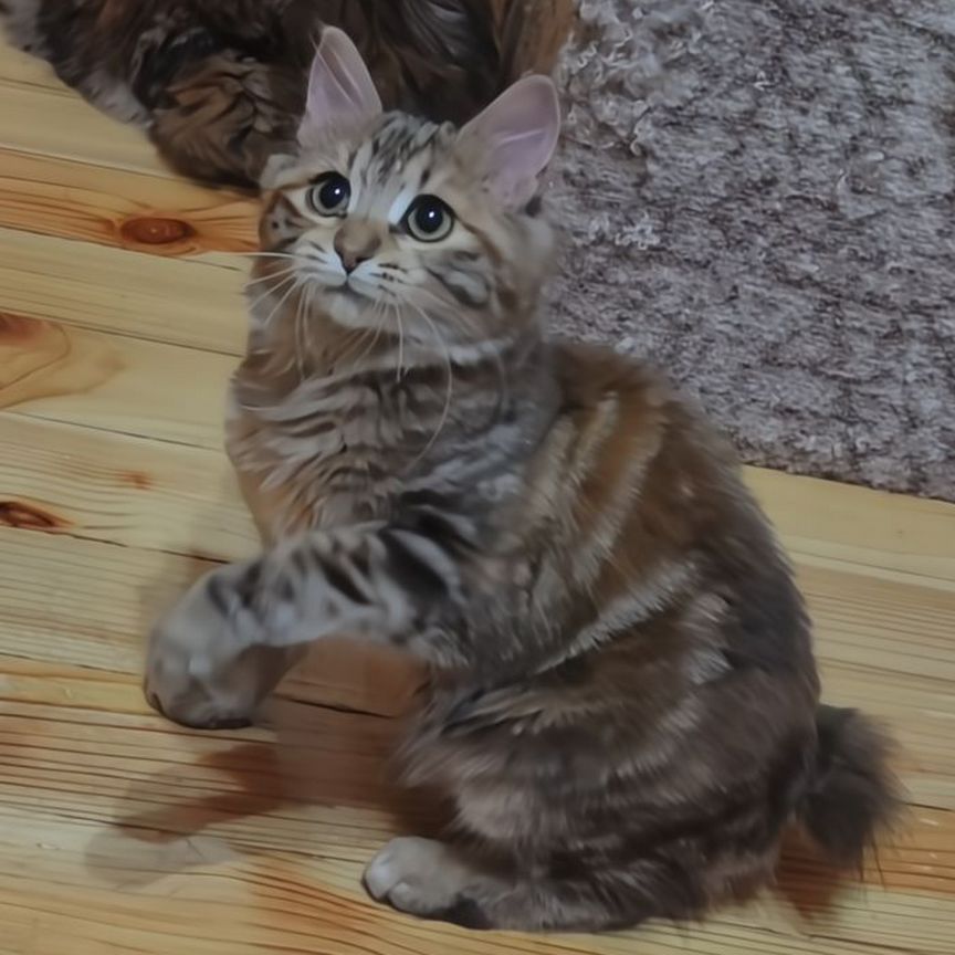 Курильский бобтейл длинношёрстный котёнок