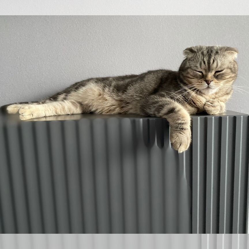 Шотландский вислоухий короткошёрстный кот, взрослый