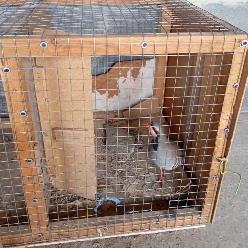 Продам куропатку
