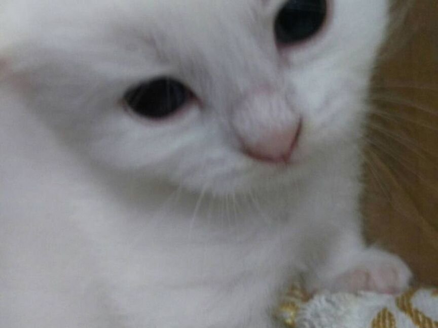 Ангорские котята