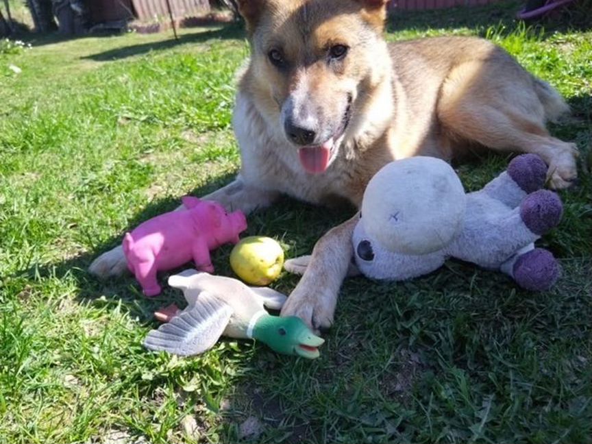 Отдам в добрые руки