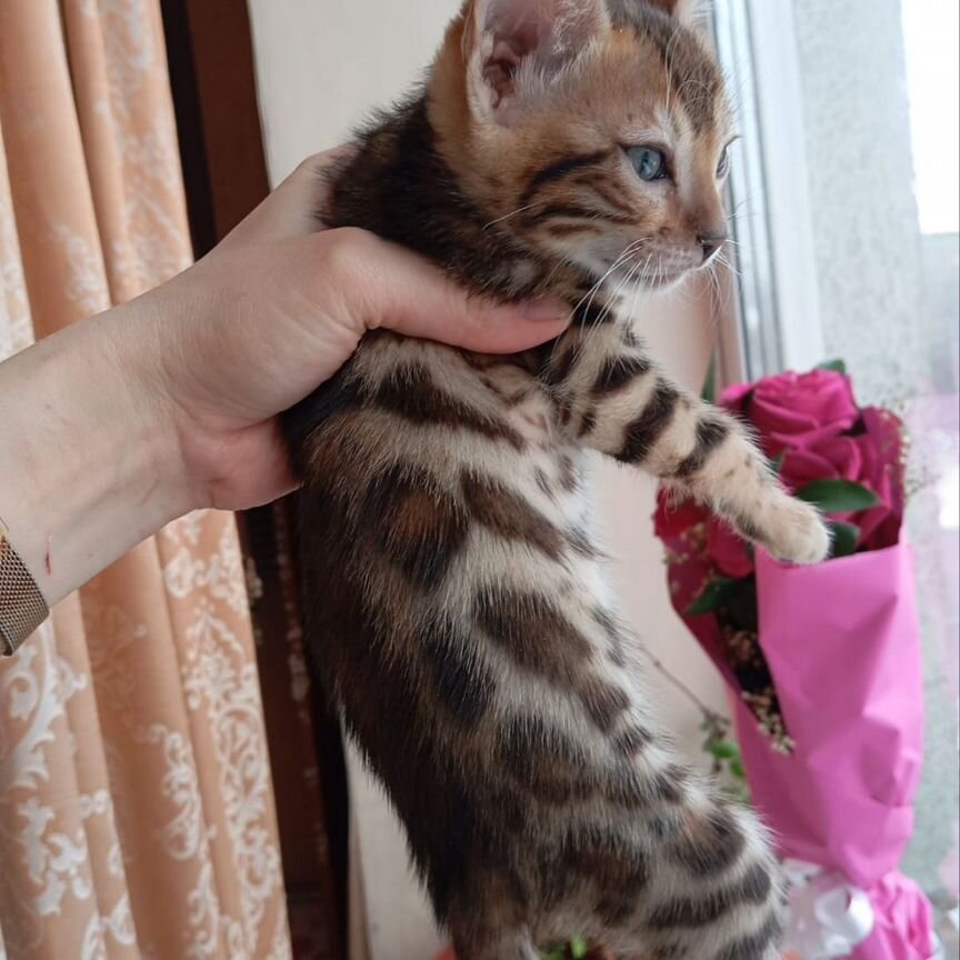 Бенгальские котята с документами