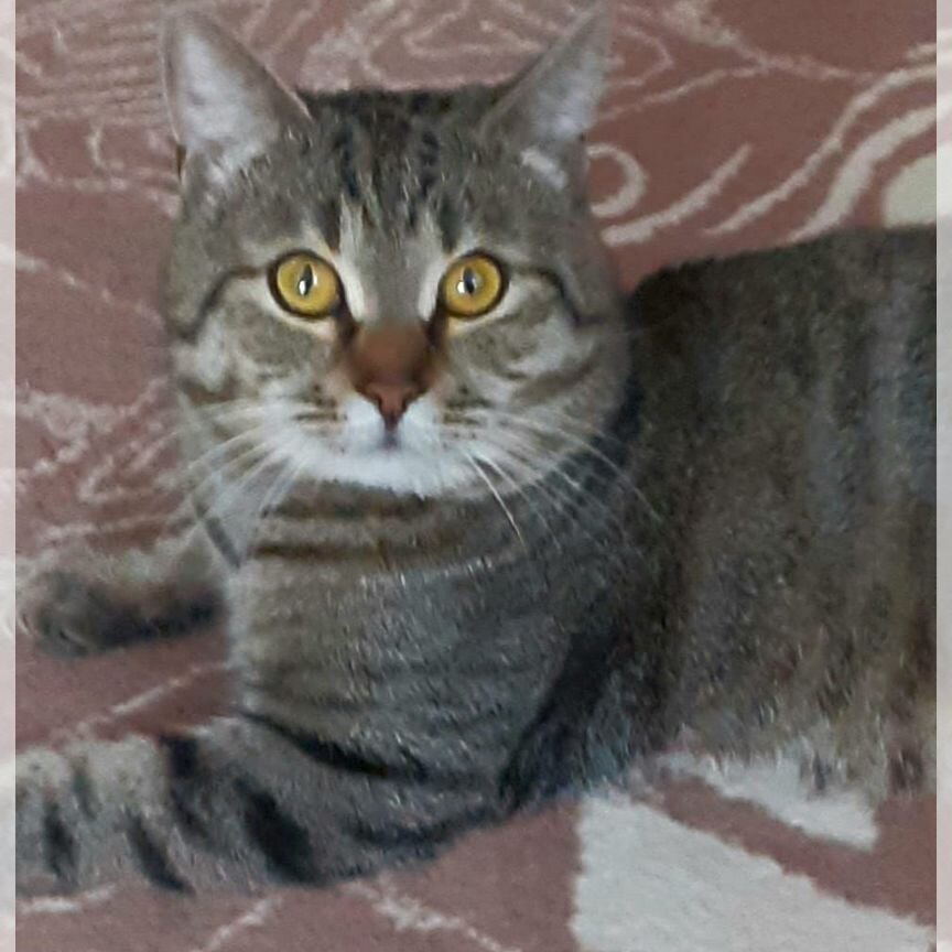 Кот полосатый в добрые руки