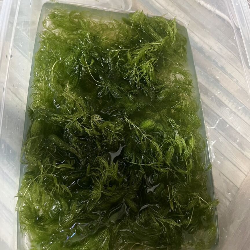 Роголистник. Бесплатно