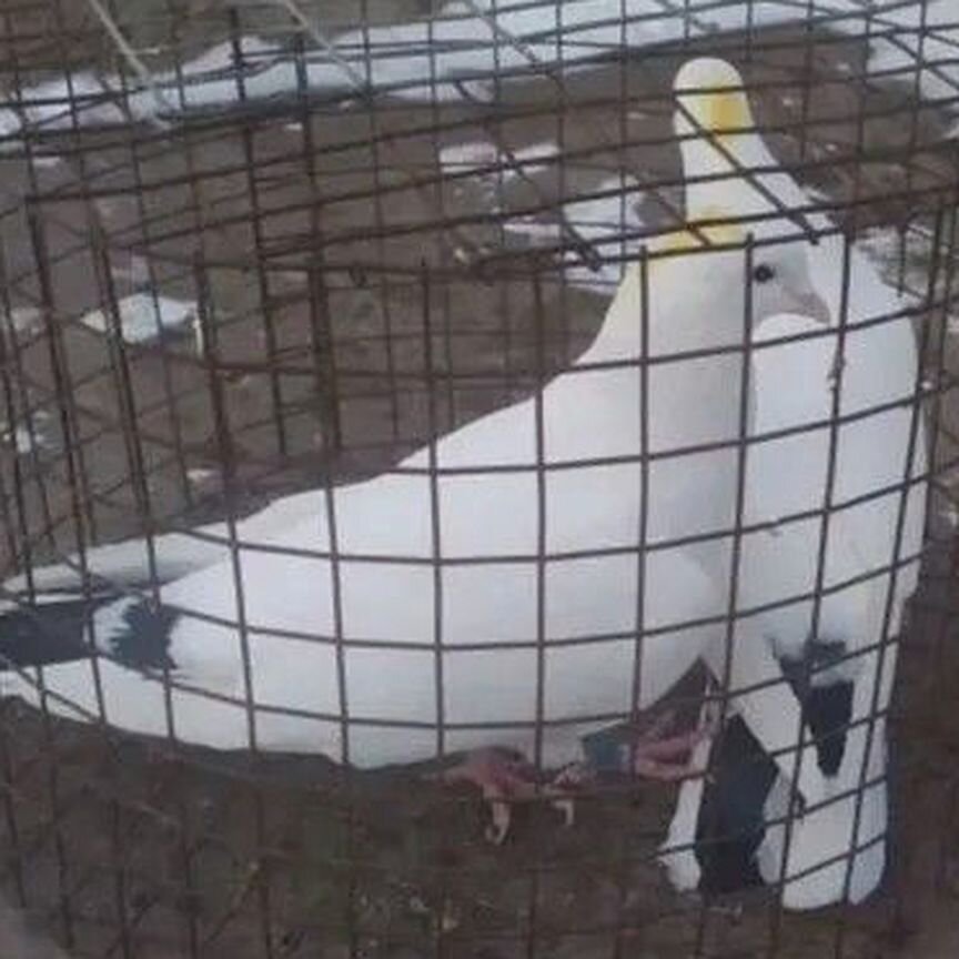 Продам голубей