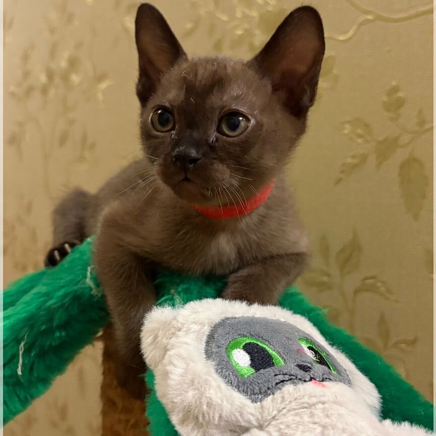 Европейский бурманский котёнок