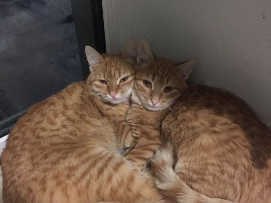 Котята брат и сестра 6 месяцев