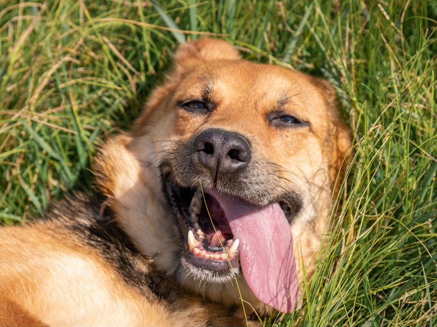 Очаровательная, душевная Кира грустит в приюте