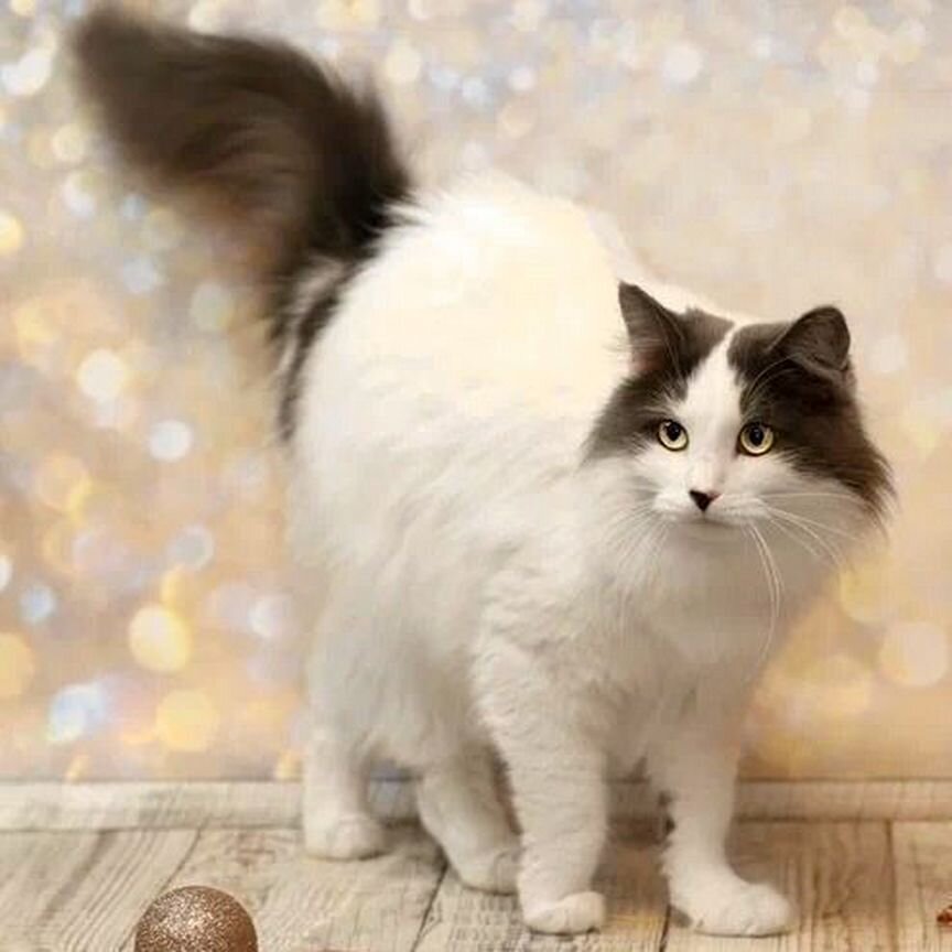 Котик в добрые руки