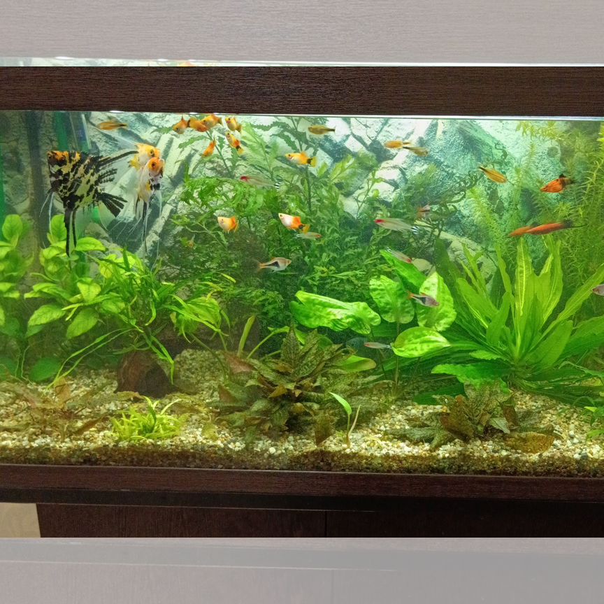 Аквариумные растения