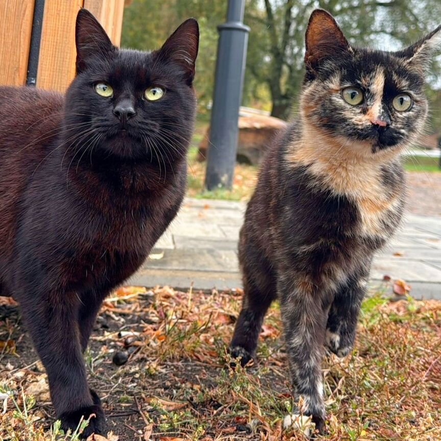 Чудесные котята Искра и Уголёк в добрые руки