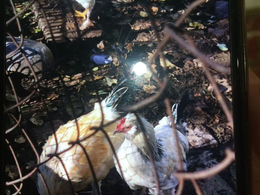 Продаю петухов