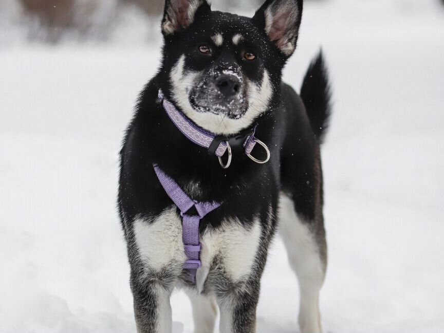Красивая собака в добрые руки отдам бесплатно