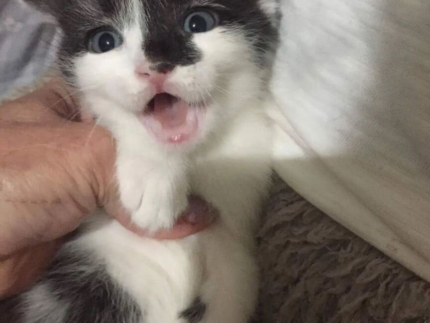 Котенок Еши
