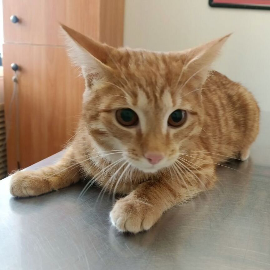 Взрослый кот в добрые руки