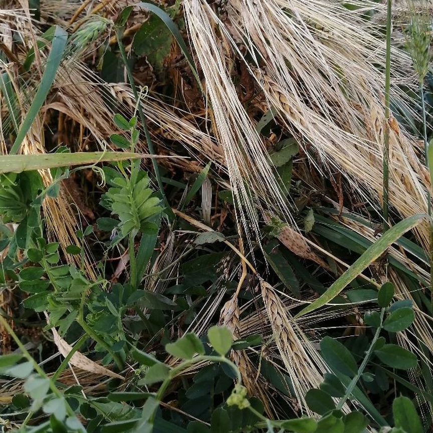 Продам сено в 120 рулонах