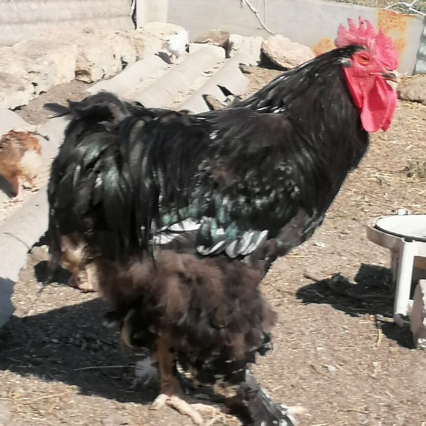 Петух кохихин и курочка карликовый кохихин