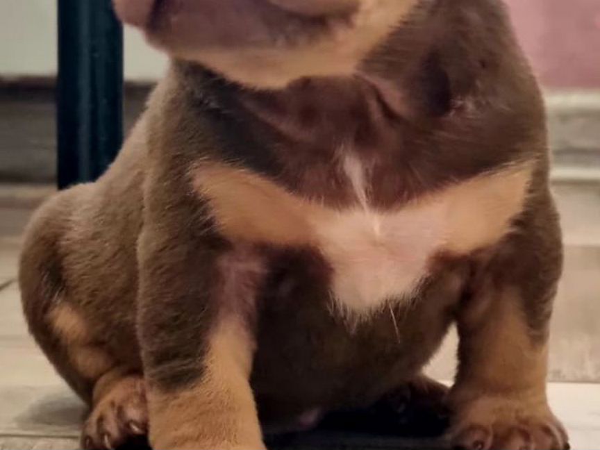 Американский булли. Шоколадный и лиловый триколор