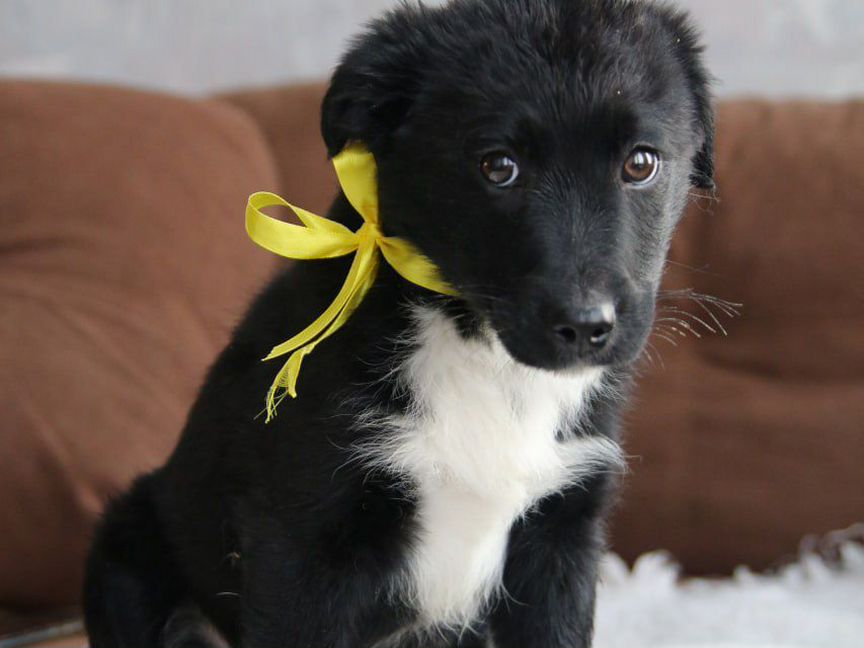 Красивые щенки 3 месяца
