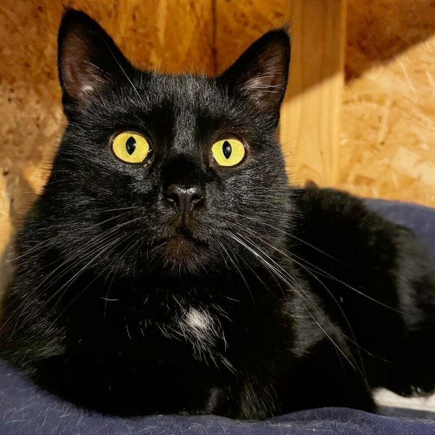 Кот в добрые руки