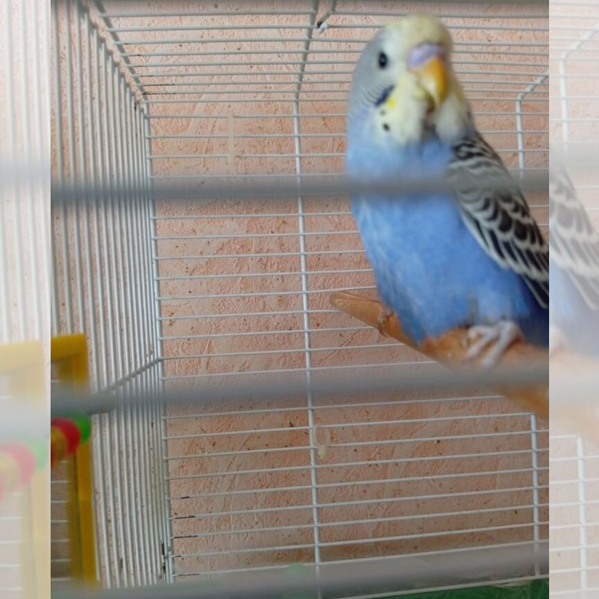 Птенец волнистого попугайчика