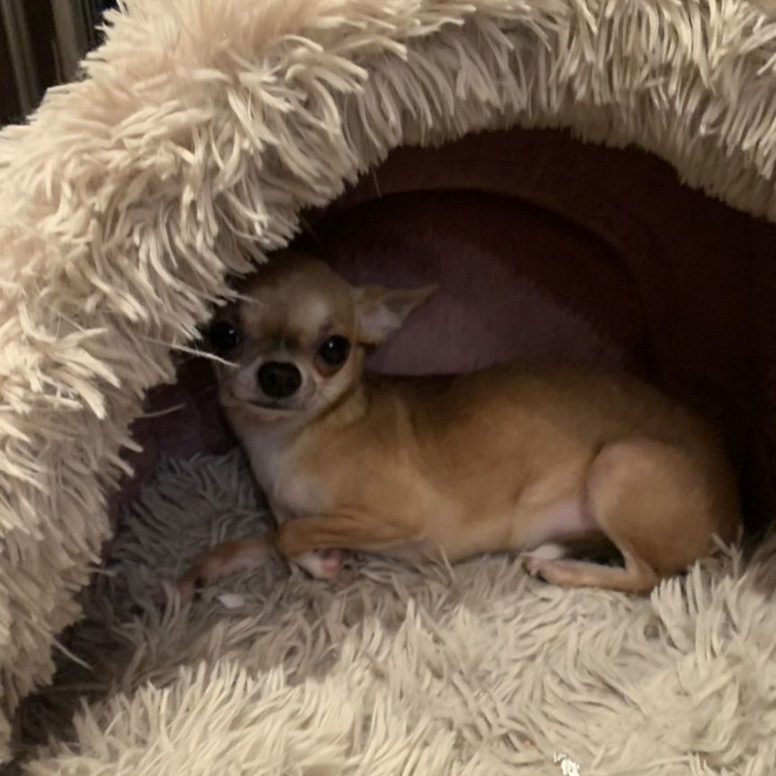 Чихуахуа девочка взрослая