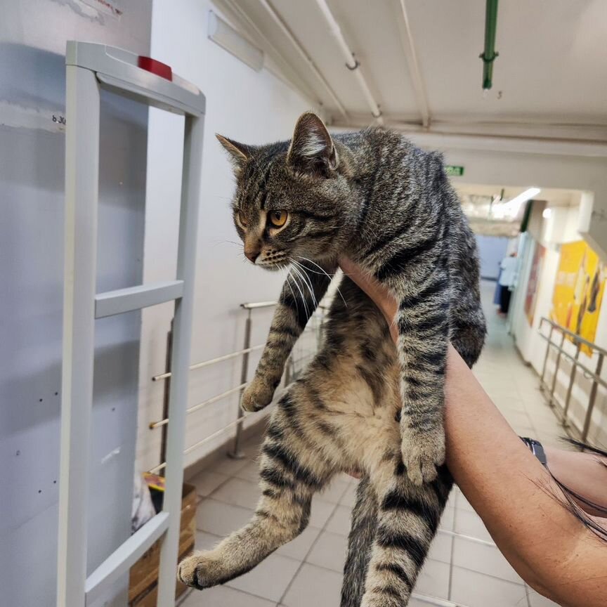 Потеряшка Хозяин найдись