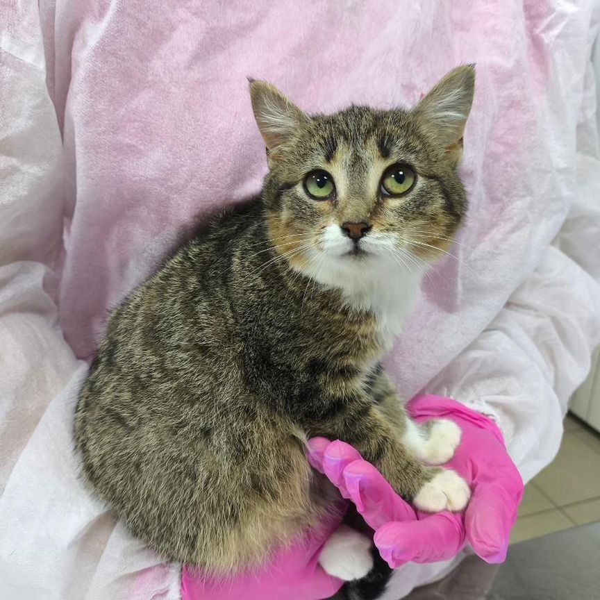 Котенок в добрые руки. Бесплатно