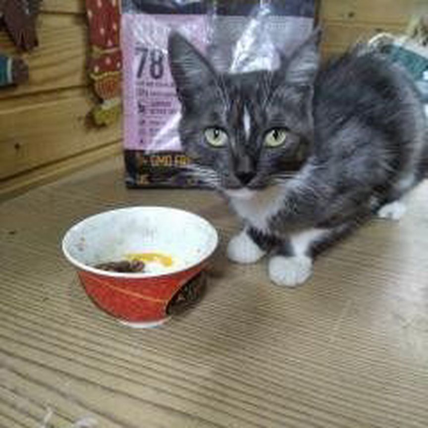 Отдам кошку в добрые руки