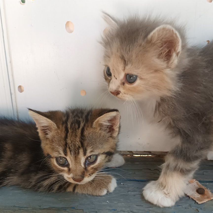 Три котёнка в поисках дома