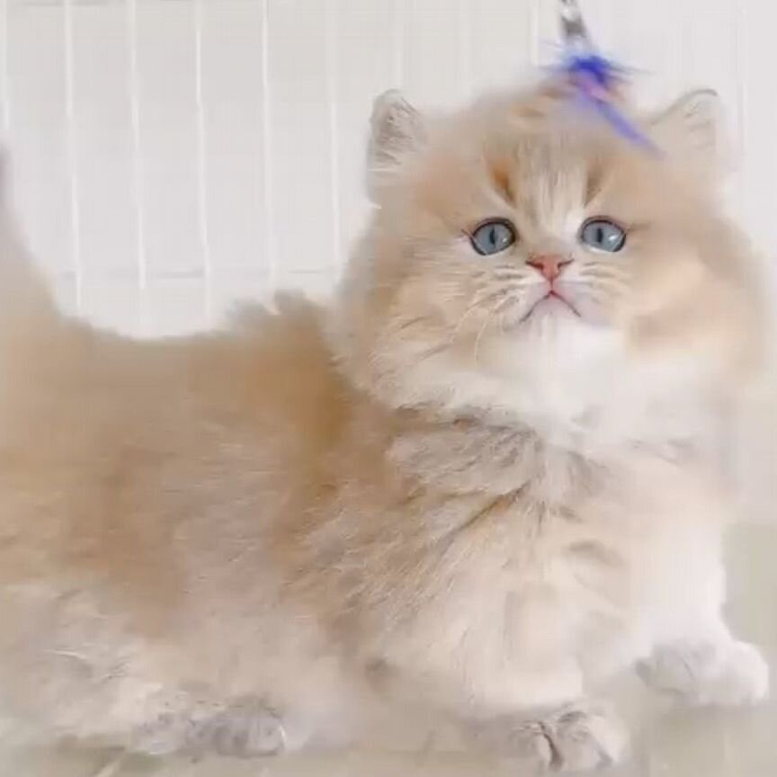 Котенок манчкин