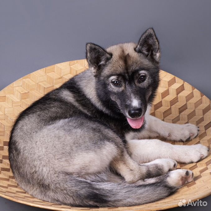 Хаски агути